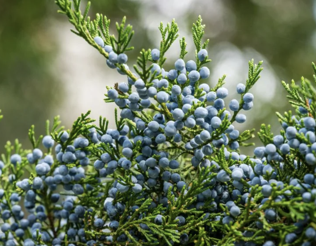 Exploring the Beauty of Native Plants in Southeast PA During February – Martha Washington Garden ...